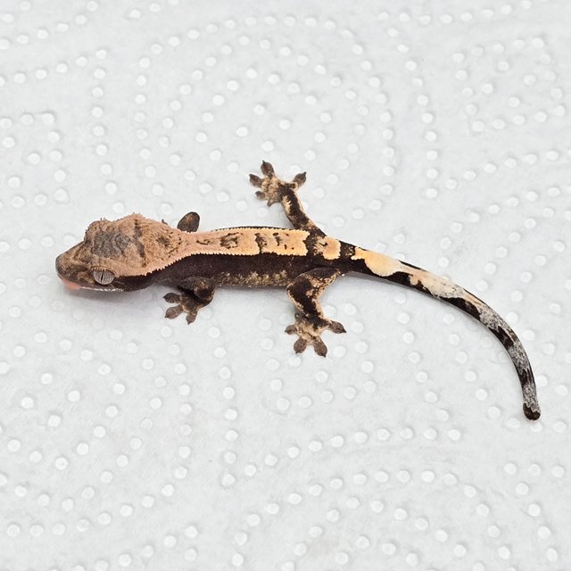 피들 경매 | 세이블 100%헷아잔틱 미구분 2g 오늘 15시 예정 - 크레남매