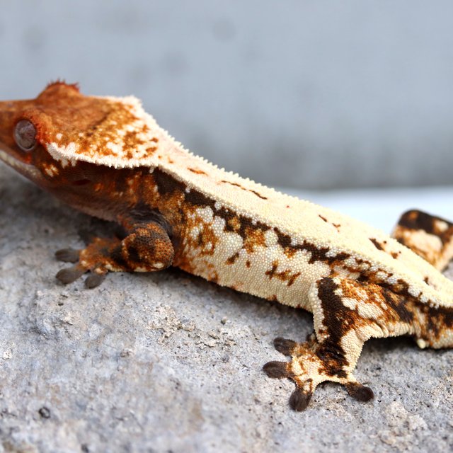 크레스티드 게코 세이블 2,000,000원 - 다이노마켓 | 피들