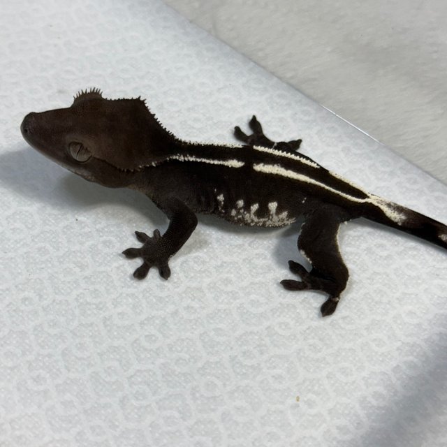 크레스티드 게코 아잔틱 1,500,000원 - 벨루스게코 | 피들