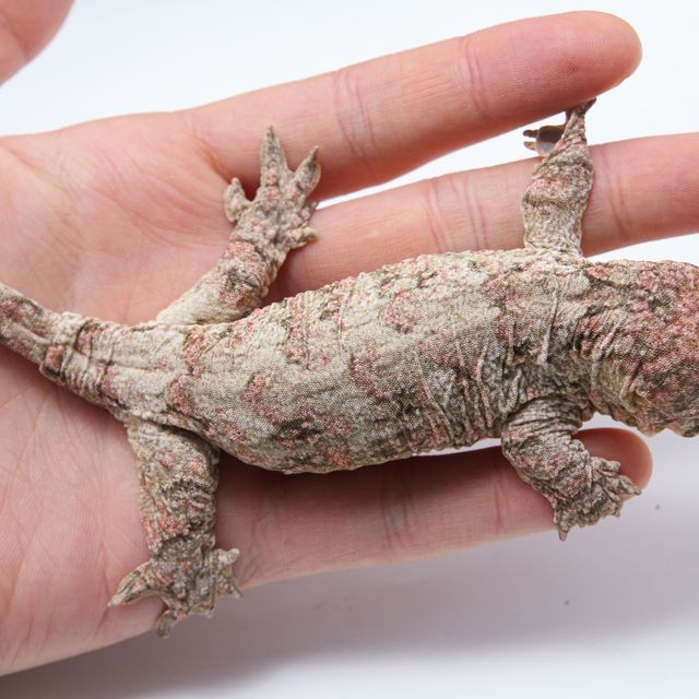 리키에너스 트루 컬러 13,299,000원 - 호리즌HORIZON | 피들