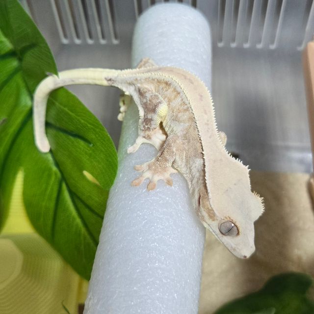 크레스티드 게코 릴리화이트 크림 100,000원 - 민크렝 | 피들