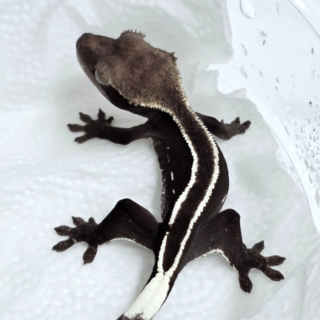 Crested Gecko Axanthic Unsexed