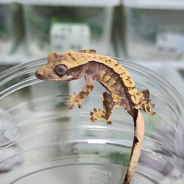 크레스티드 게코 노멀 50,000원 - EMo | 피들