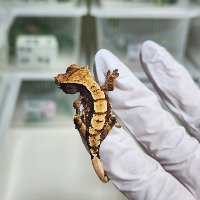 크레스티드 게코 노멀 50,000원 - EMo | 피들