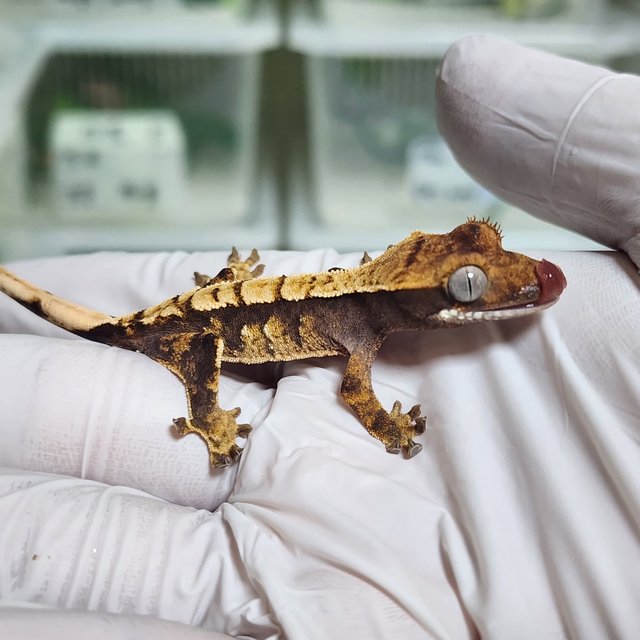 크레스티드 게코 노멀 50,000원 - EMo | 피들