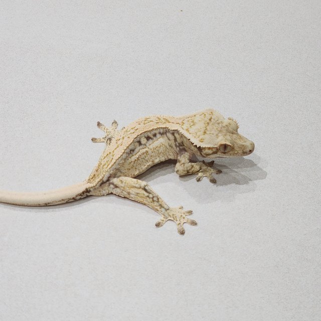 Crested Gecko Drippy Quad White Spot White Pin Female
