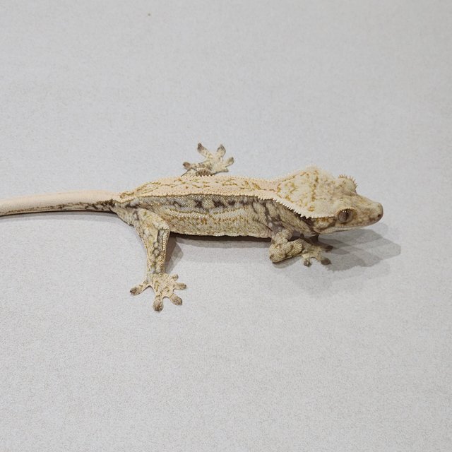 Crested Gecko Drippy Quad White Spot White Pin Female