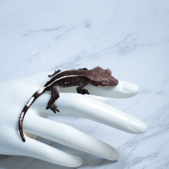 Crested Gecko Axanthic Unsexed