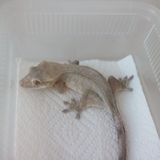 Crested Gecko Axanthic Female