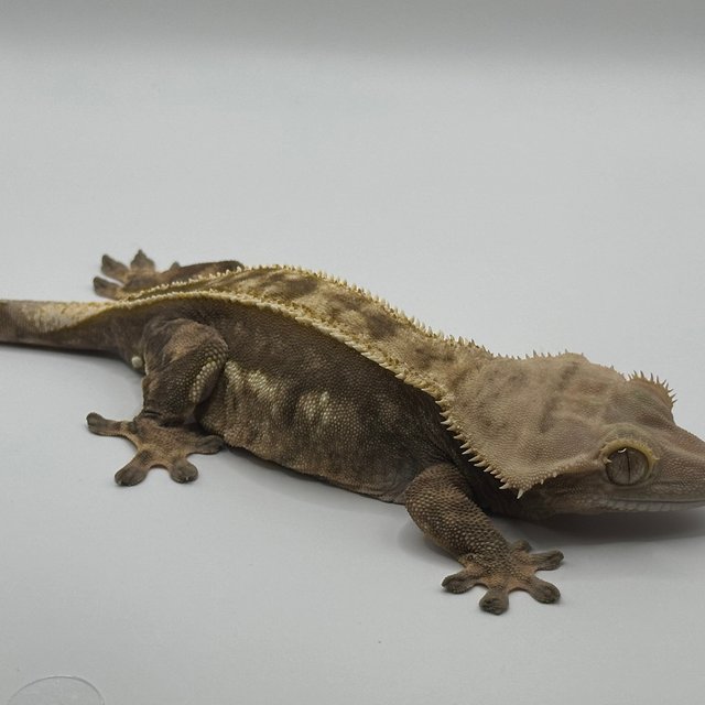 크레스티드 게코 100%헷아잔틱 700,000원 - SN크레 | 피들