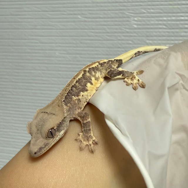 크레스티드 게코 100%헷아잔틱 30,000원 - 크레미슈2 | 피들