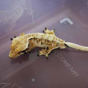 피들 경매 | 트라이 익스트림할리퀸 암컷 22g 오늘 18시 예정 - 난나게코