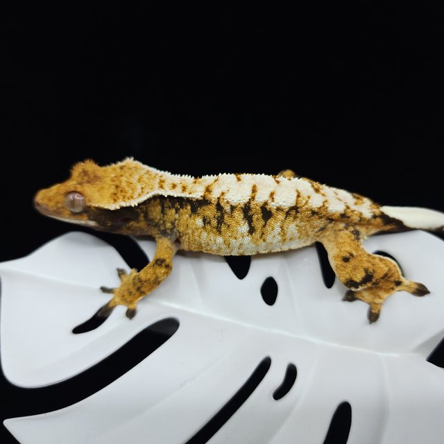 피들 경매 | 트라이 익스트림할리퀸 암컷 22g 오늘 18시 예정 - 난나게코