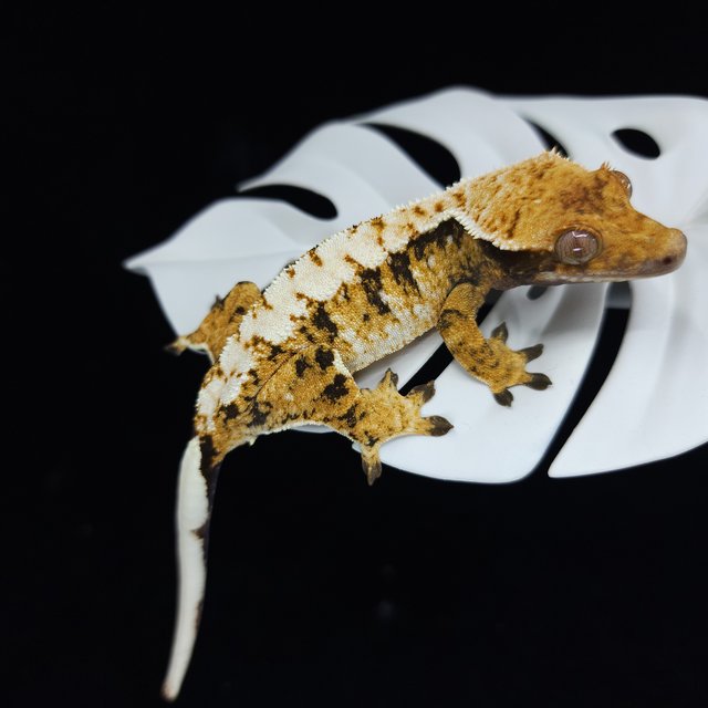 피들 경매 | 트라이 익스트림할리퀸 암컷 22g 오늘 18시 예정 - 난나게코