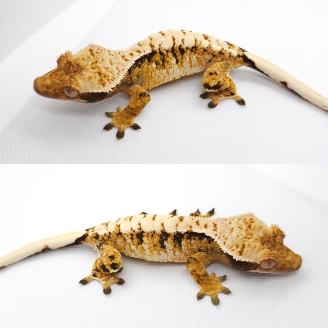 피들 경매 | 트라이 익스트림할리퀸 암컷 22g 오늘 18시 예정 - 난나게코