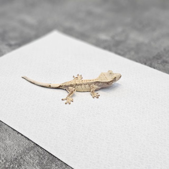Crested Gecko White Spot White Porthole Female