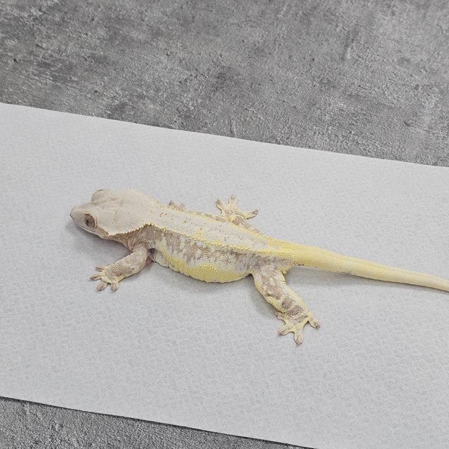 크레스티드 게코 릴리화이트 옐로우 크림 170,000원 - BOSSGECKO | 피들